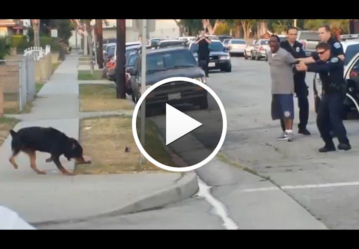 Video: Calif. Officer Shoots Lunging Dog | Police Magazine