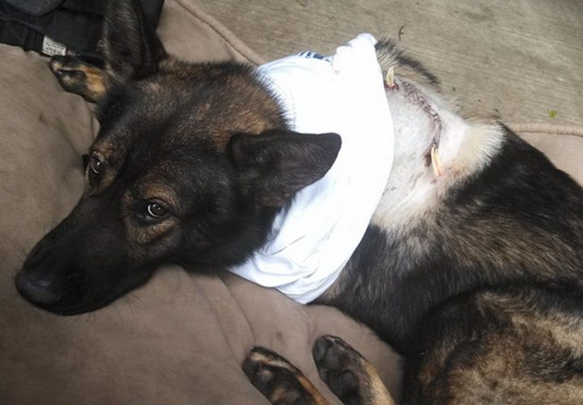Wash. K-9 Stabbed at Domestic Call | Police Magazine