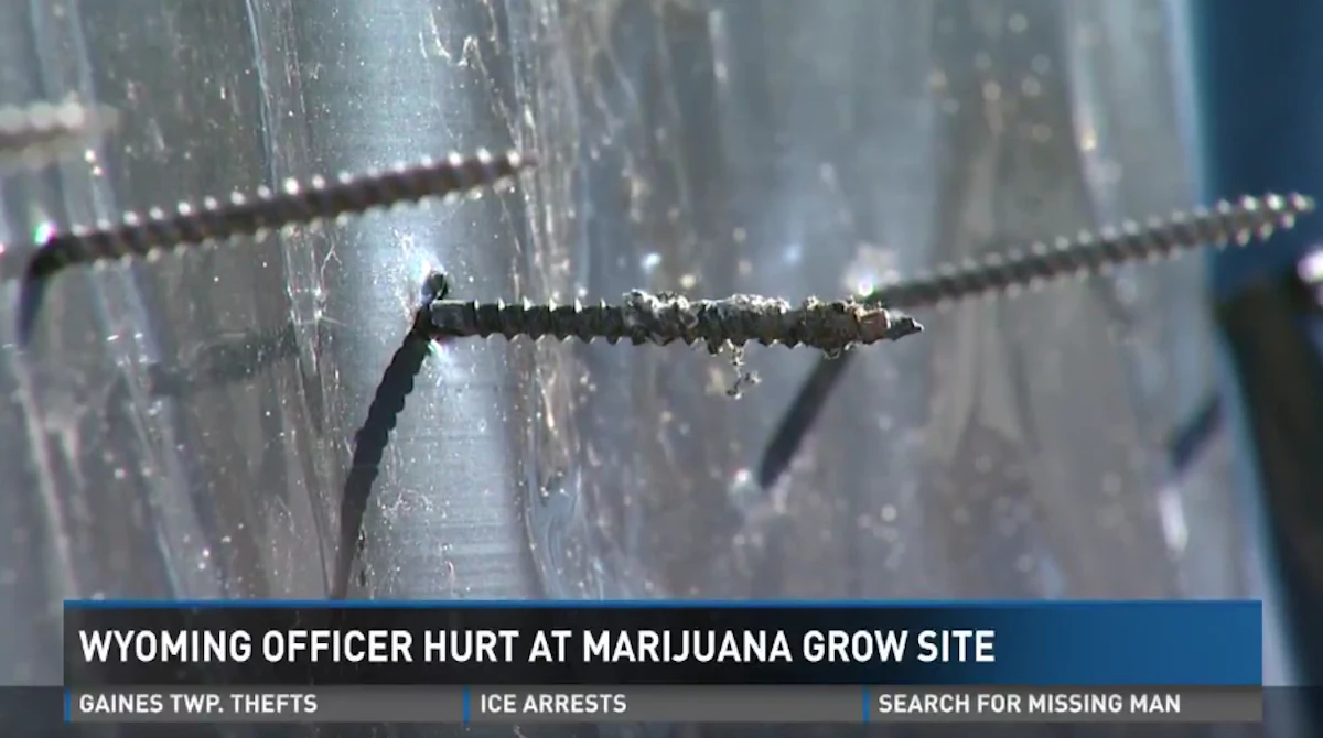 Video: Booby Trap Impales MI Officer at Marijuana Grow Operation ...