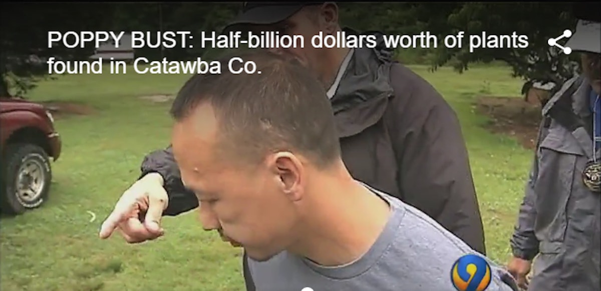 Video: NC Officers Discover Massive Opium Poppy Growing Operation ...