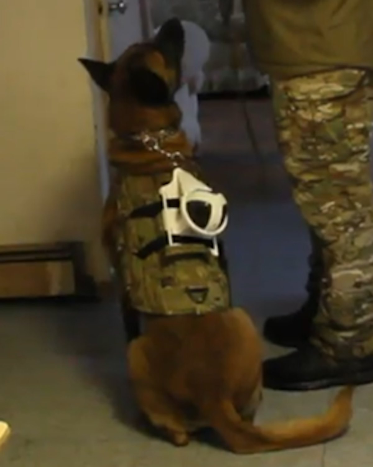 K-9 Camera and Mount From: Bounce Imaging | Police Magazine