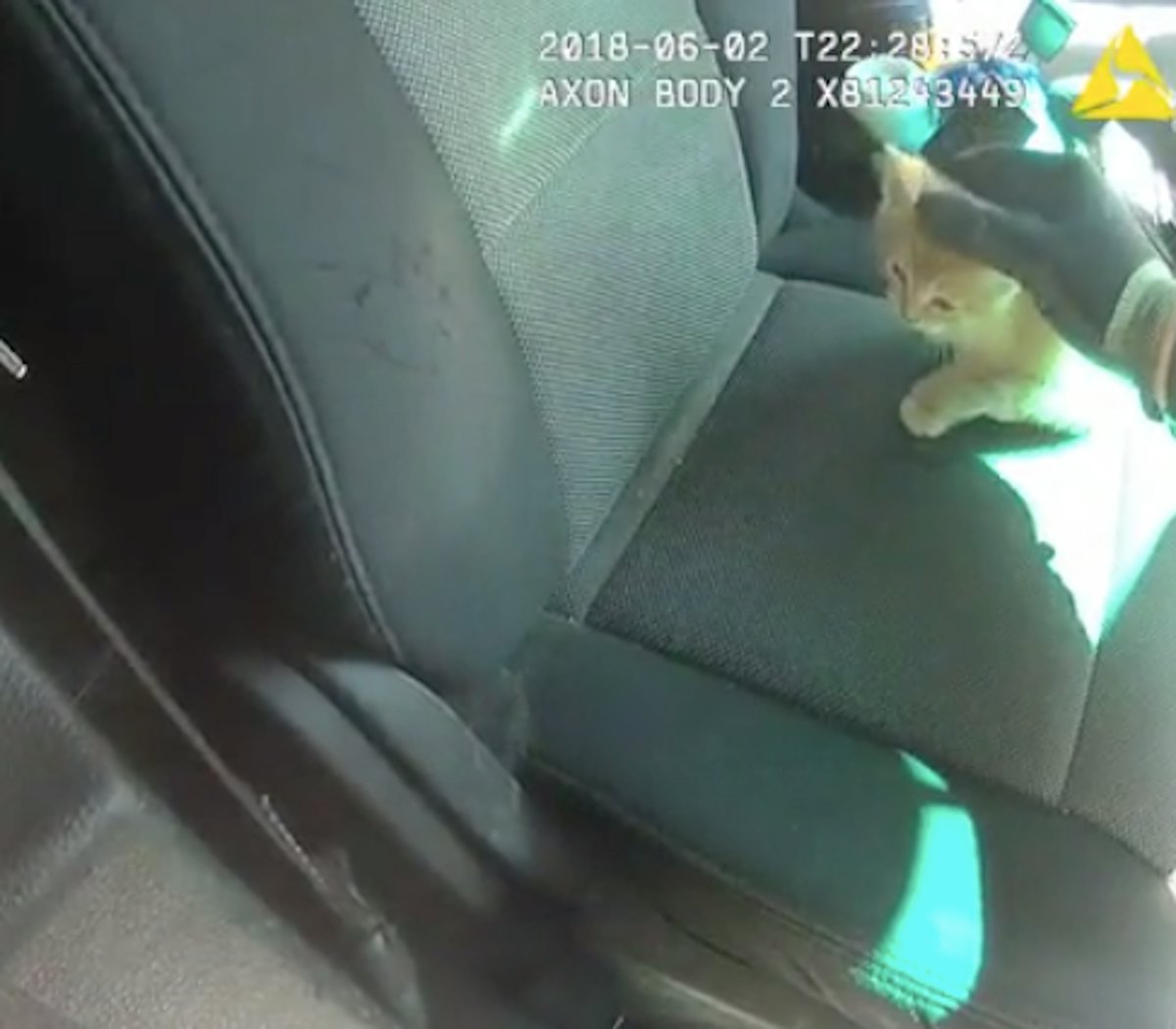 Seattle Officer Arrests Man for Throwing Kitten on Pavement | Police ...