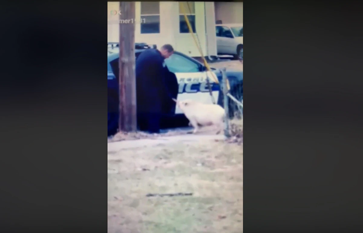 Video: Ohio Officer Uses Pizza to Lure Wayward Pig to Squad Car ...
