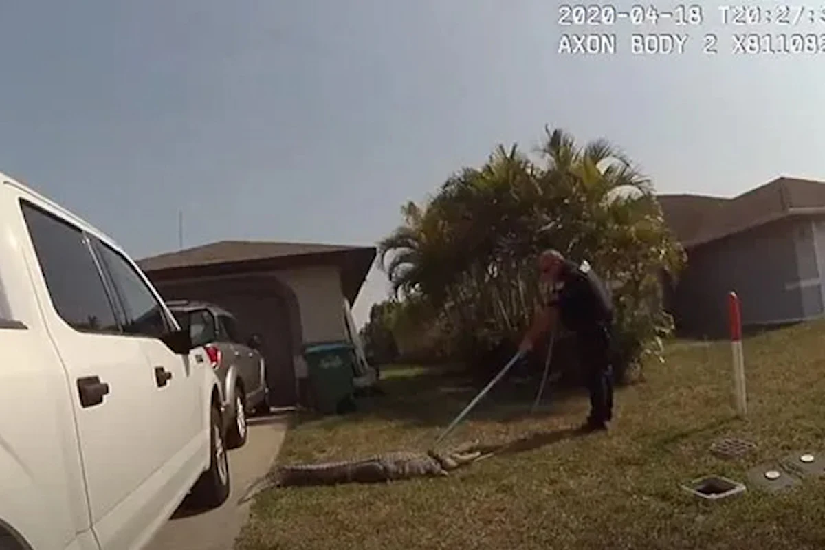 Video: Florida Officer Wrangles Gator in Residential Driveway | Police ...