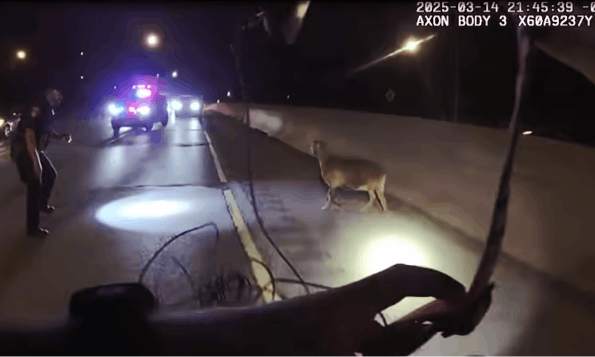 BWC Video: Goat Ignores Officers’ Commands, Flees, Now Named ‘Fugitive ...